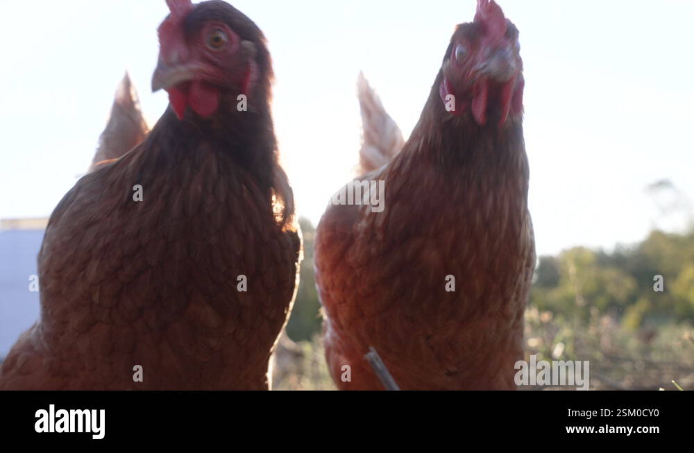 Close up of two chickens looking around Stock Video Footage - Alamy
