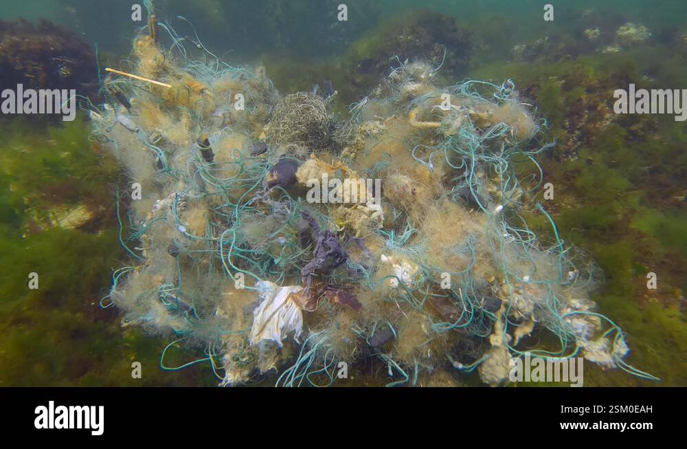 Dead Goby fish in lost fishing net on green algae Ulva on sun glare in ...