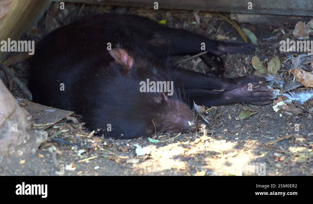 Tasmanian devil (sarcophilus harrisii) spotted lying down on the ground ...