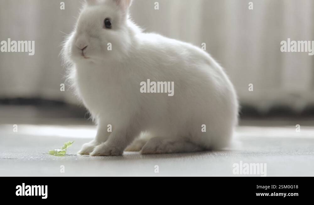 cute white rabbit eats vegetables Stock Video Footage - Alamy
