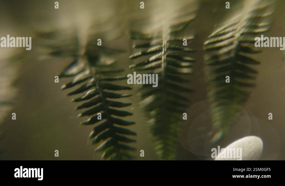 Very close up shot of camera moving around the foliage and ferns on ...