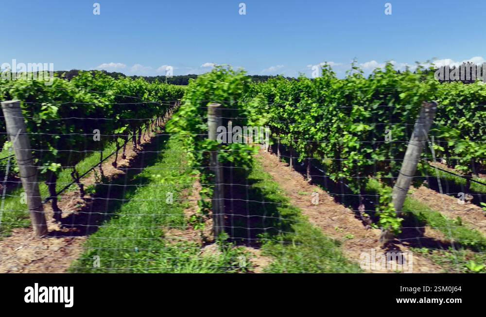 A low altitude drone view of a large vineyard in the Hamptons, New York ...