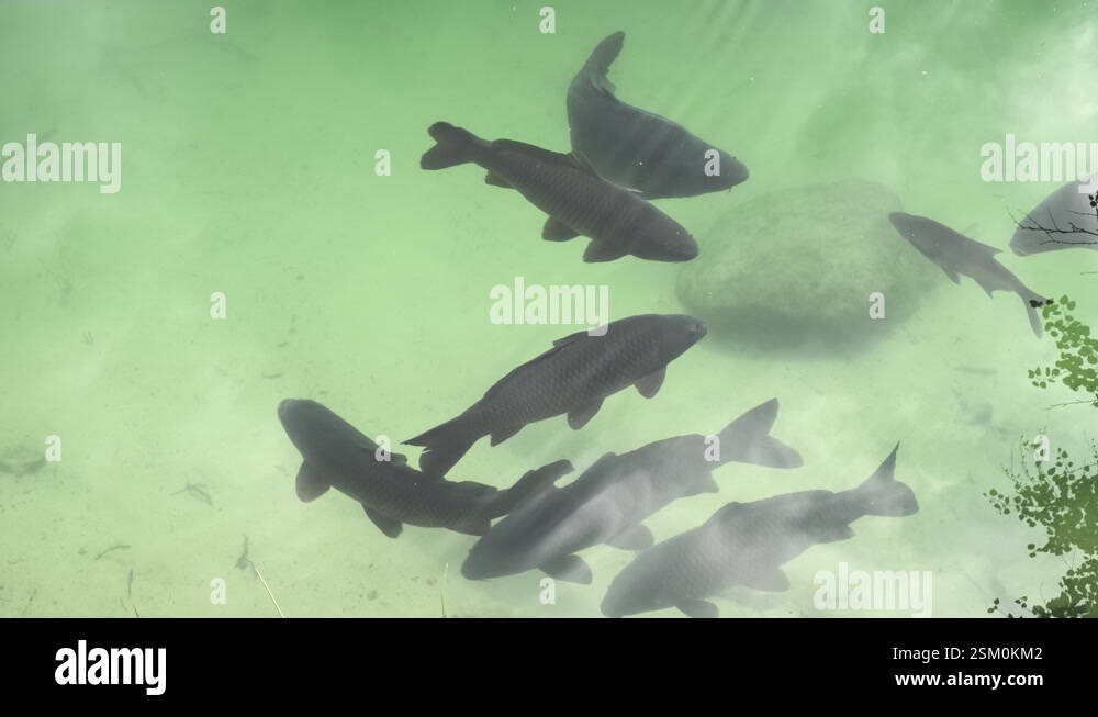 Carp rock Stock Videos & Footage - HD and 4K Video Clips - Alamy