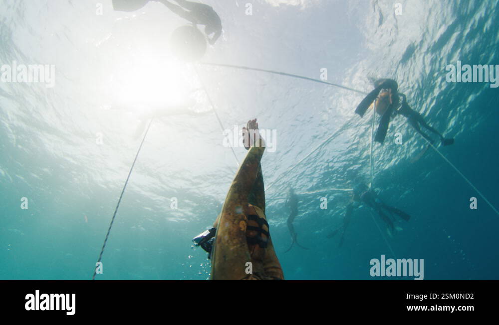 Female freediver ascends along the rope during freedive training ...