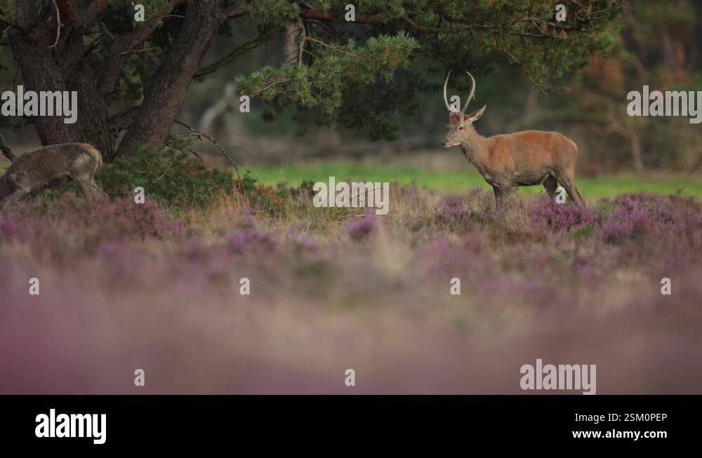 Young red deer stag shakes muddy coat after wallowing in pit, Veluwe ...