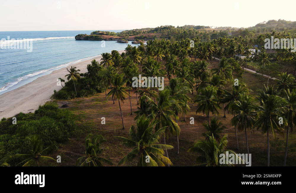 Coconut Palm Trees At The Coast Of Pantai Watu Bella In West Sumba ...