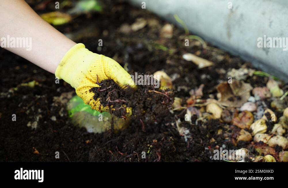Worm castings or vermicompost is the end-product of the breakdown of ...