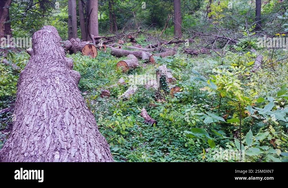 The Devastation of Deforestation in the middle of the forest trees cut ...