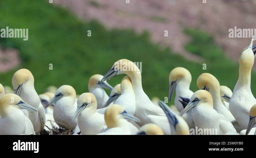 Northern gannet face close up in 4k 60fps slow motion taken at ile ...