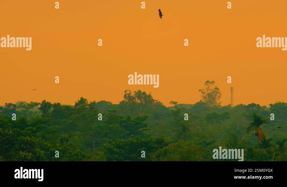 large eagles fly over forest in warm orange sunset in Sundarban ...