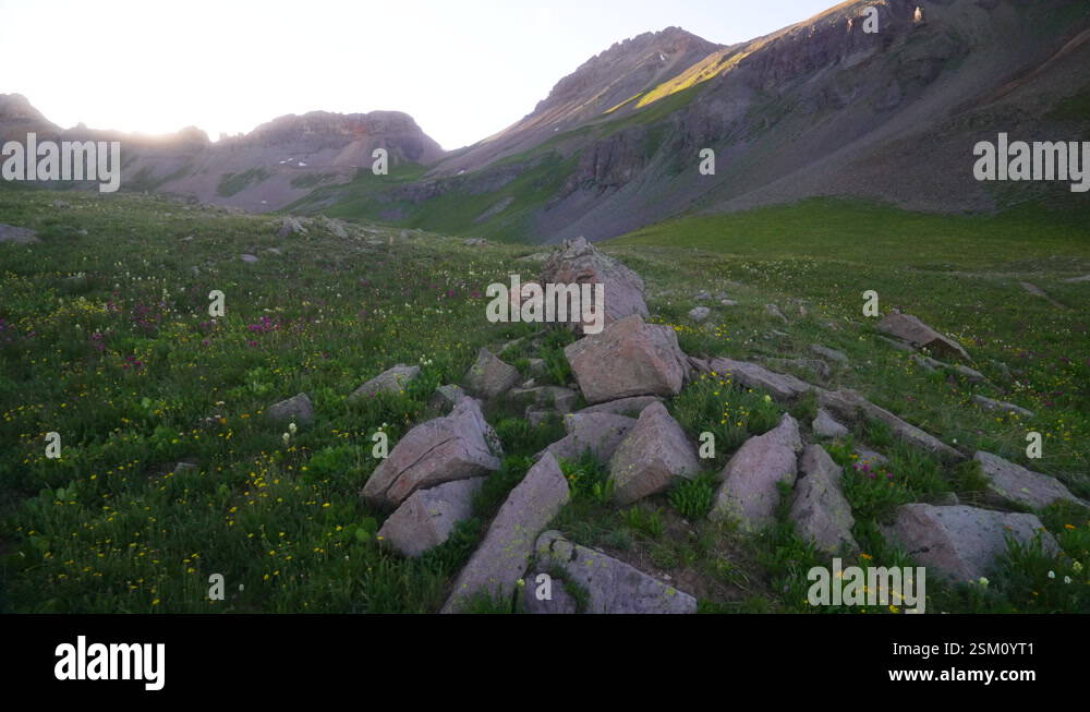 Cinematic pan left slowly stunning colorful wildflower Colombine ...