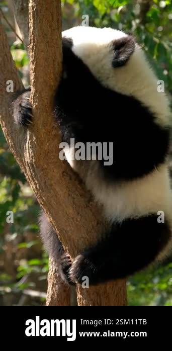 Giant panda bear cub on a tree. Chengdu, Sichuan, China Stock Video ...