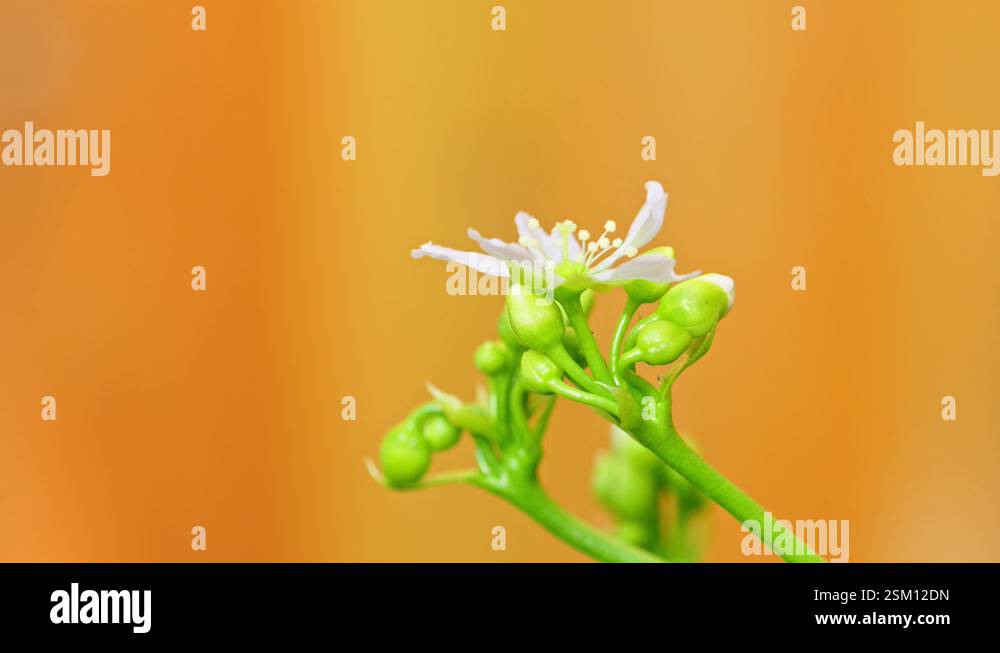 Video shows yellow hoverfly on Venus flytrap flowers. Close-up displays ...