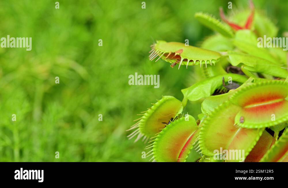 Detailed view of a venus flytrap flower and its traps opening up. Detail Stock Video Footage - Alamy