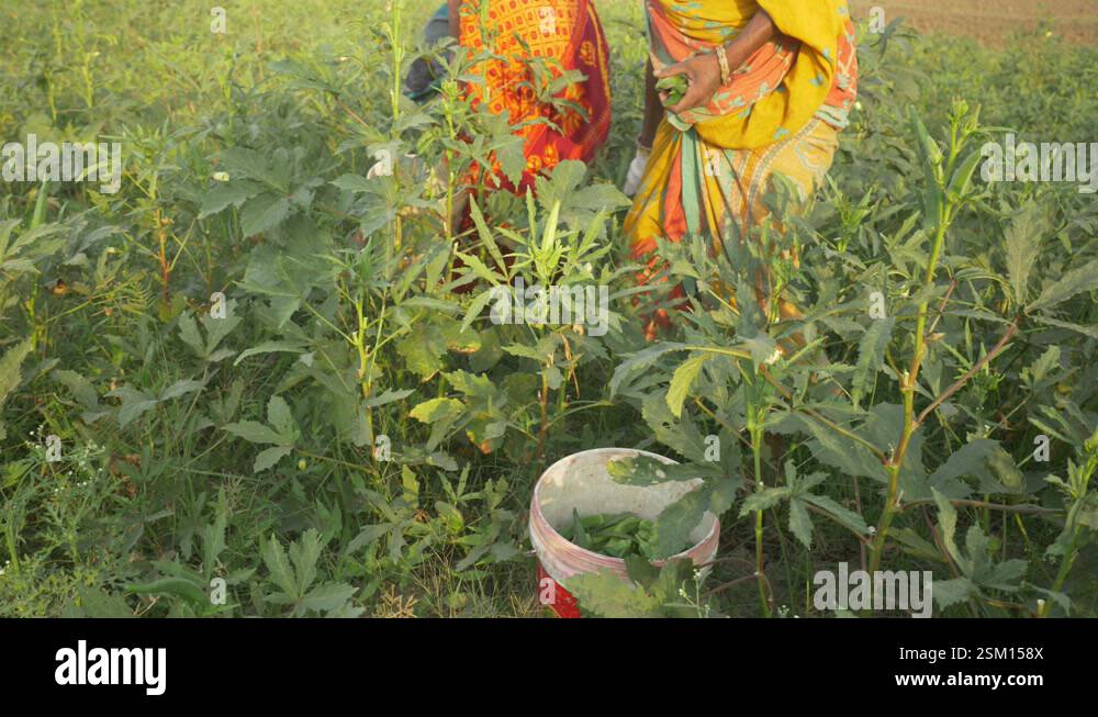 Indian women farm workers plucking vegetables in the summer morning ...