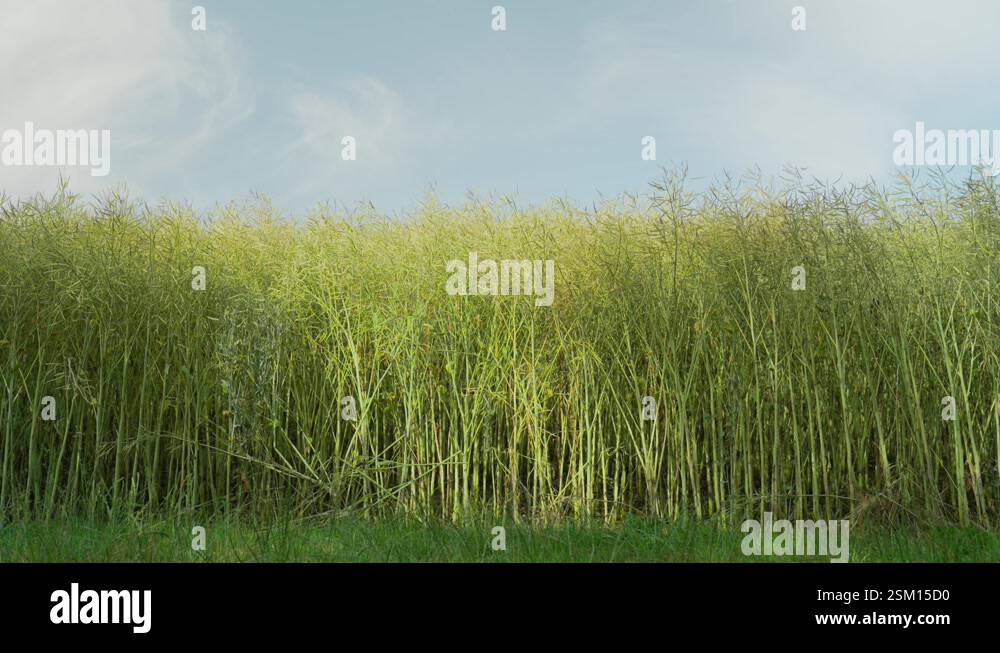 Grain field with brown grain stalks for harvesting Stock Video Footage ...