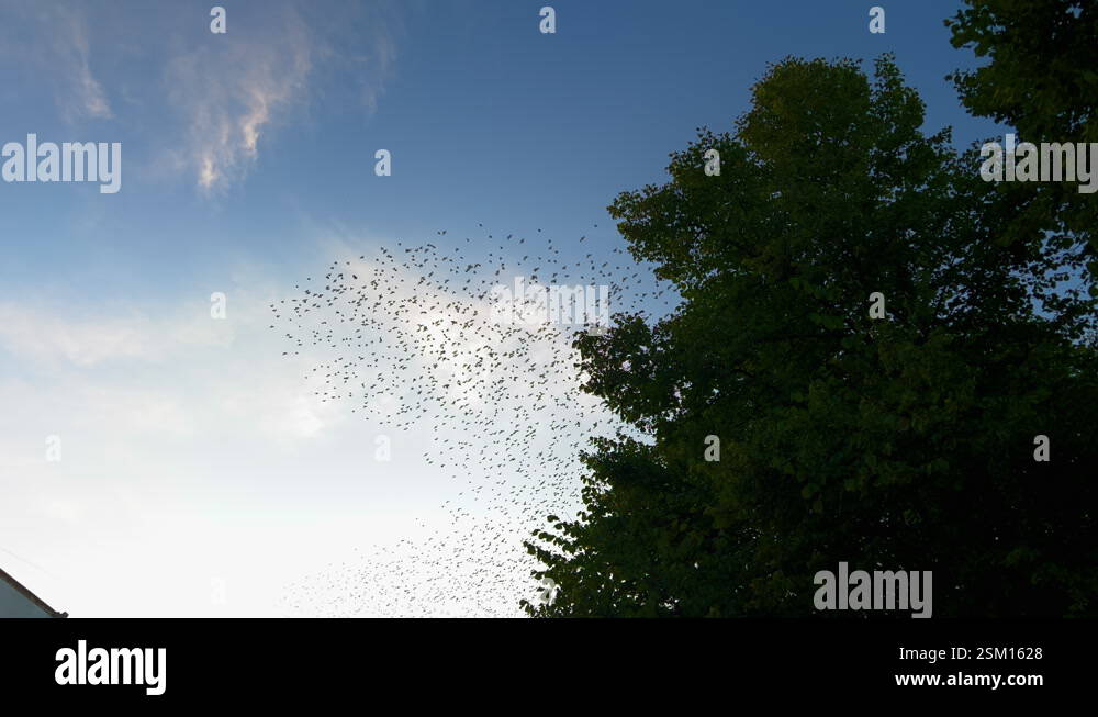 A breathtaking moment as countless birds take off from a tree Stock ...