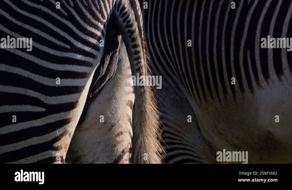 Close up of a Grevy zebra wagging tail while grazing in Africa Stock ...