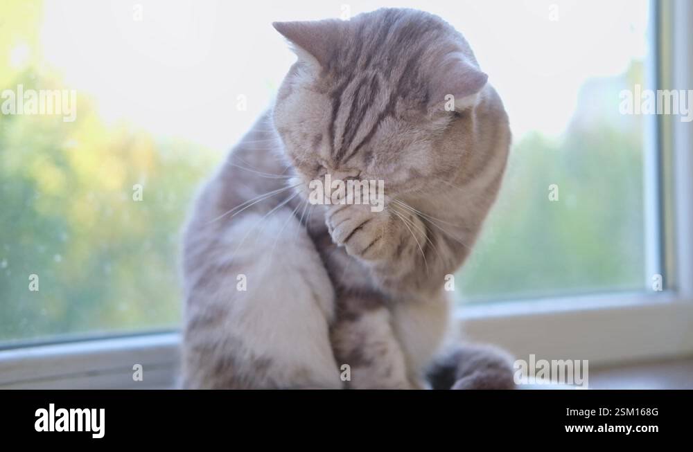 British Scottish fold cat is washing her tongue. happy cat washes ...