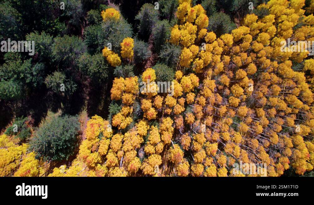 High elevation trees Stock Videos & Footage - HD and 4K Video Clips - Alamy