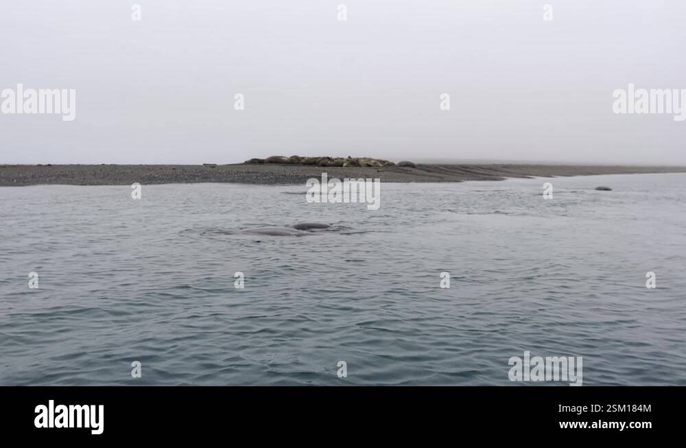 A walrus swimming playfully in the Arctic Sea North of Svalbard while a ...