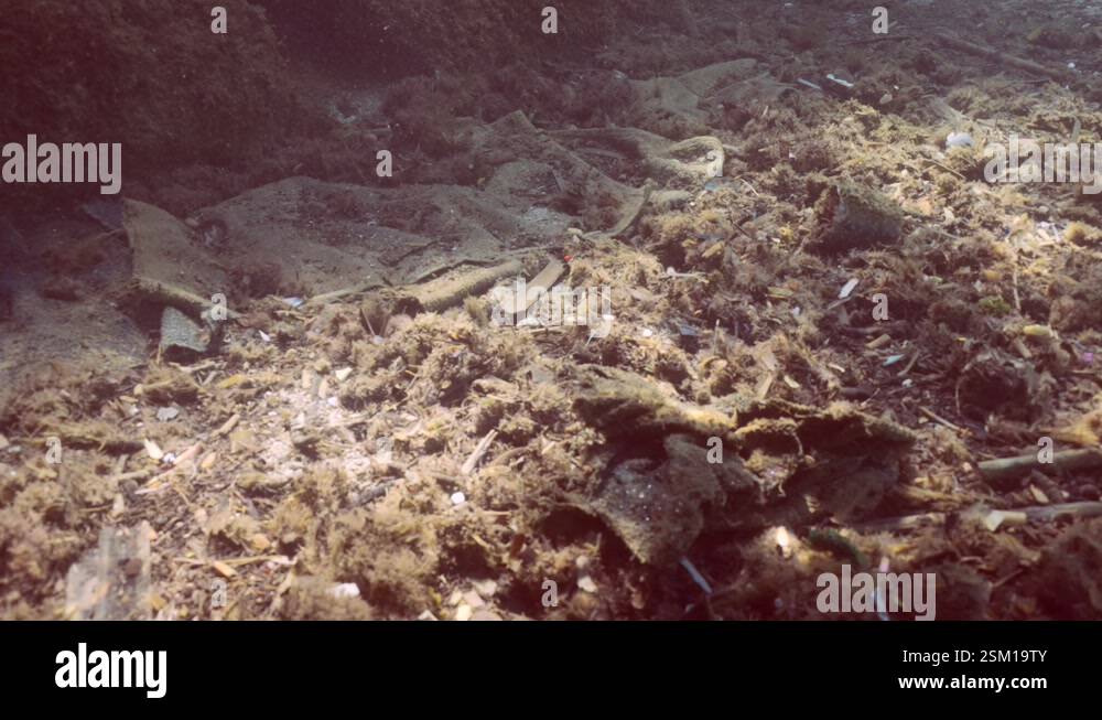 Accumulation of plastic and other garbage mixed with dead algae in ...