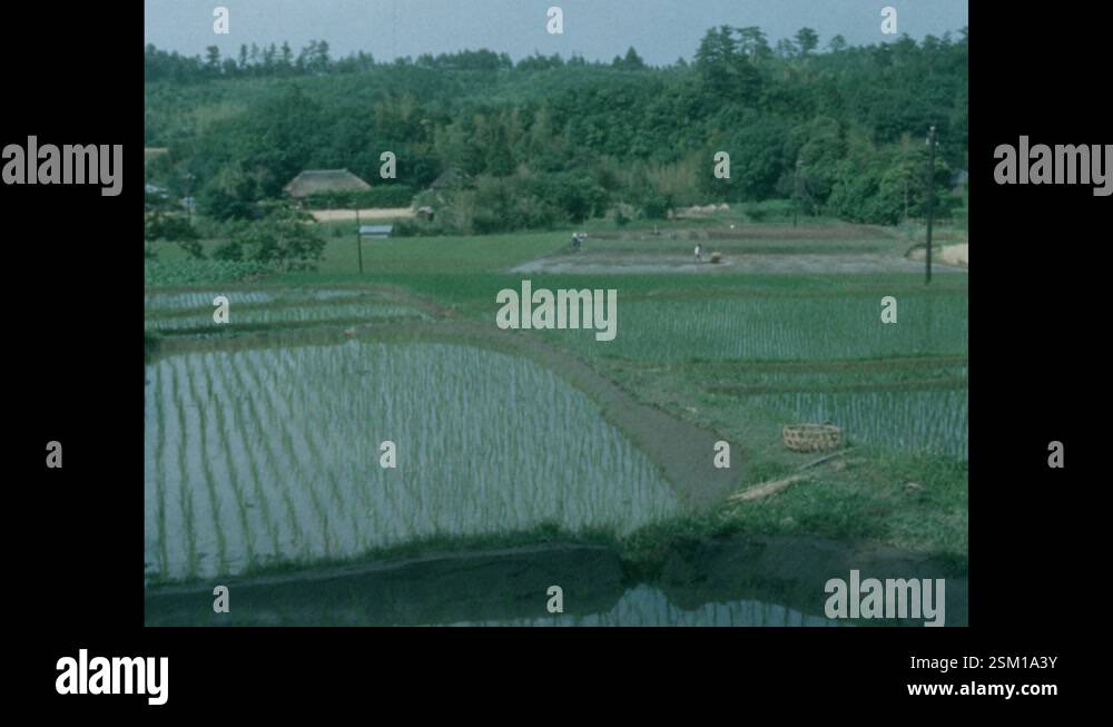 1960s: Long shot of rice patties, people farming Stock Video Footage ...