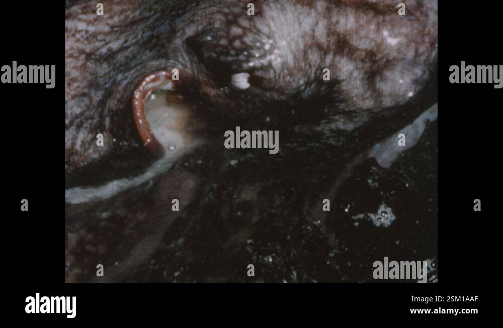 1960s: An octopus in shallow water expels water from siphon Stock Video ...