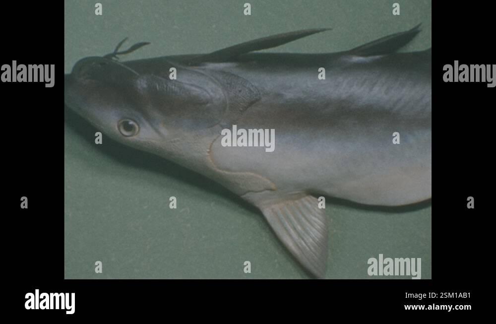 1960s: A dead fish lies on its side Stock Video Footage - Alamy