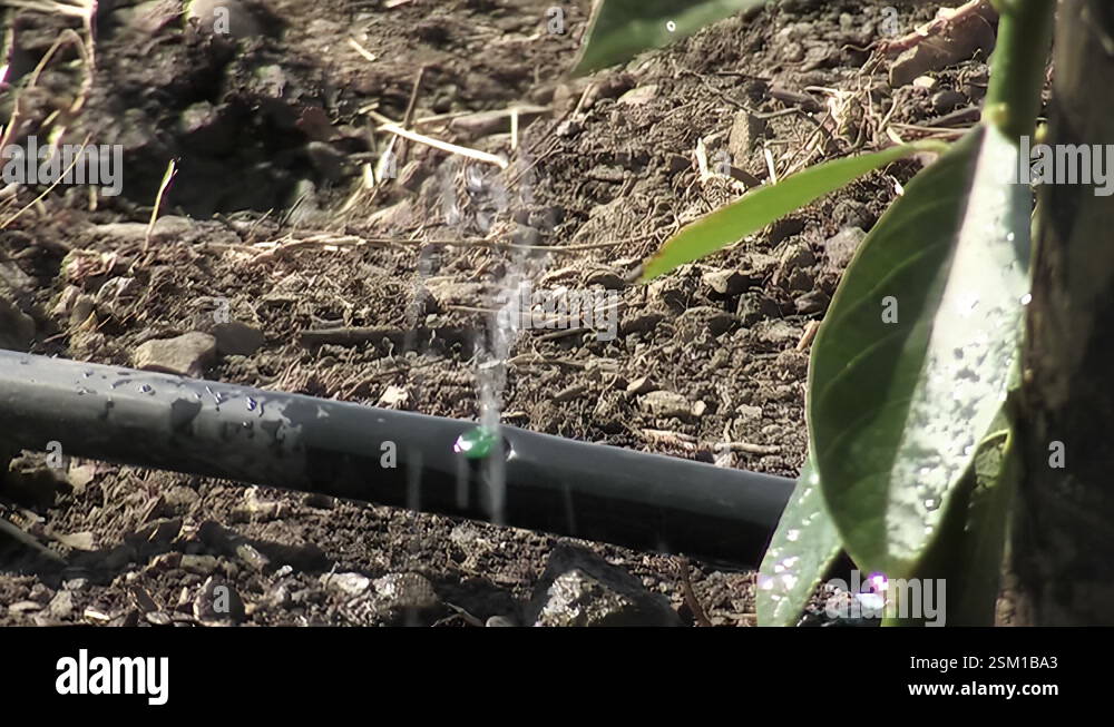 System of drip irrigation in a plantation agriculture Stock Video ...
