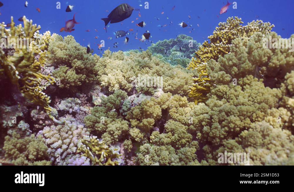Camera moving forwards approaching coral reef covered with soft and ...