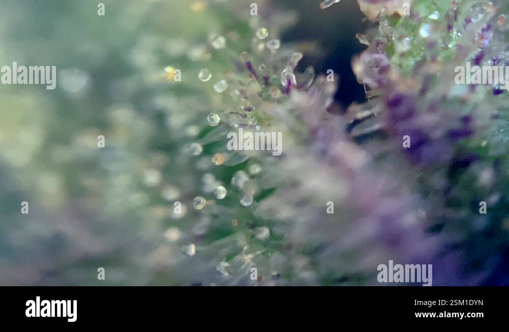Nice Trichomes thc Cannabis cbd marijuana under microscope zoom close ...