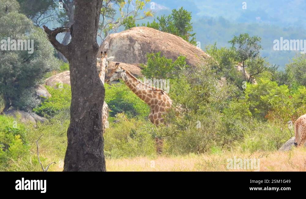 Pair of cape giraffes walk through brush browsing on vegetation kruger ...