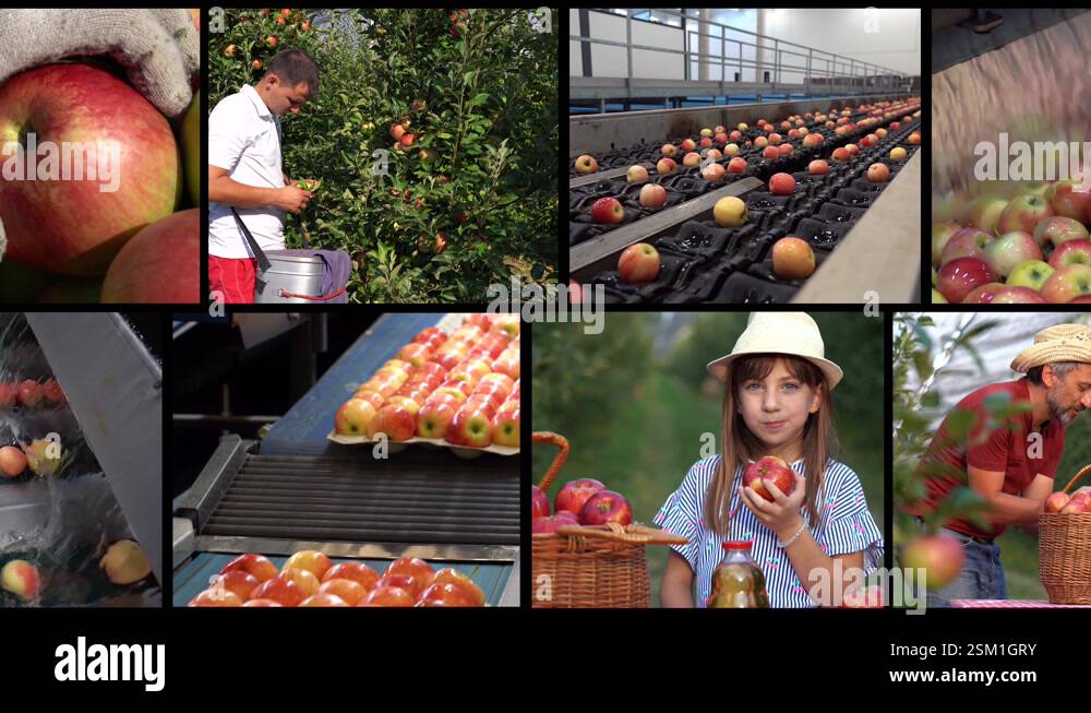 Apple orchard management Stock Videos & Footage - HD and 4K Video Clips ...