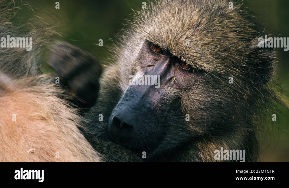 Body monkey Stock Videos & Footage - HD and 4K Video Clips - Alamy