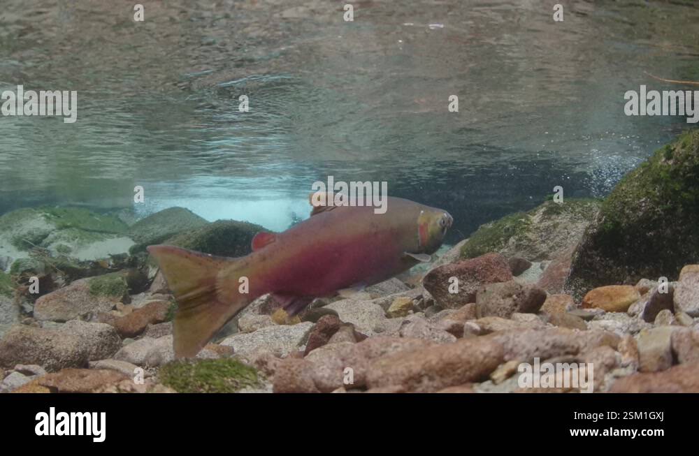 Cohosalmo Stock Videos & Footage - HD and 4K Video Clips - Alamy