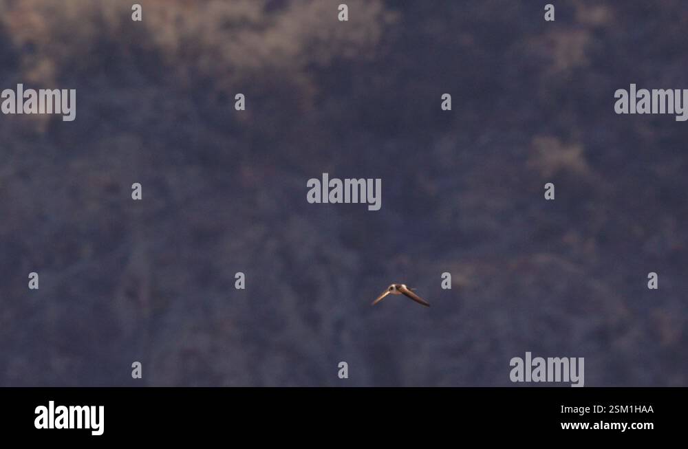 Swift bird flapping its wings and gliding across a rocky landscape as ...