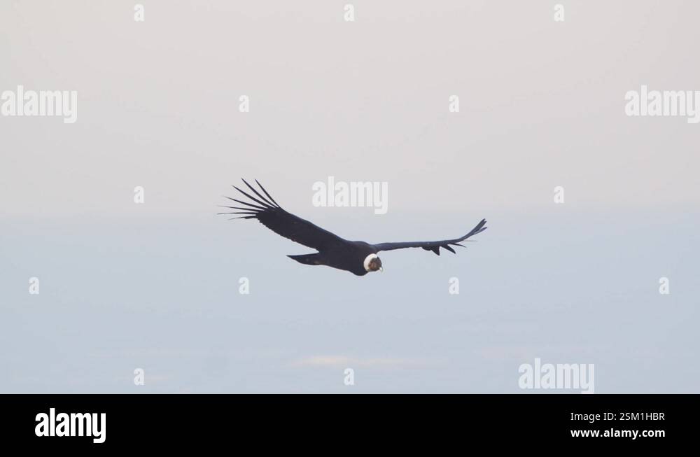 Majestic Andean Condor soaring up in the Sky looking down with its ...