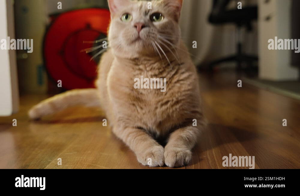 Full frontal view of tan fur cat looking around and standing up to walk ...