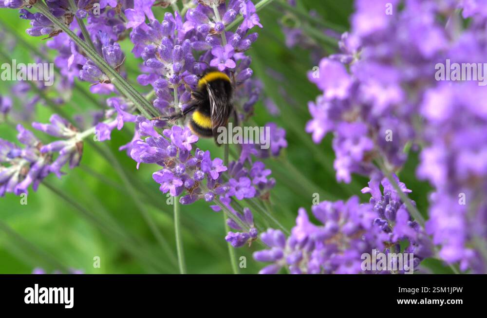 Bumble bee pollinating summer flowers Stock Videos & Footage - HD and ...