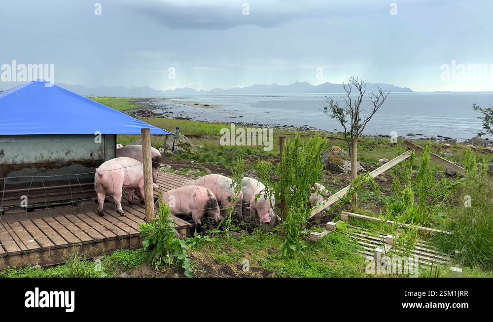 Feeding pigs in a trough Stock Videos & Footage - HD and 4K Video Clips ...