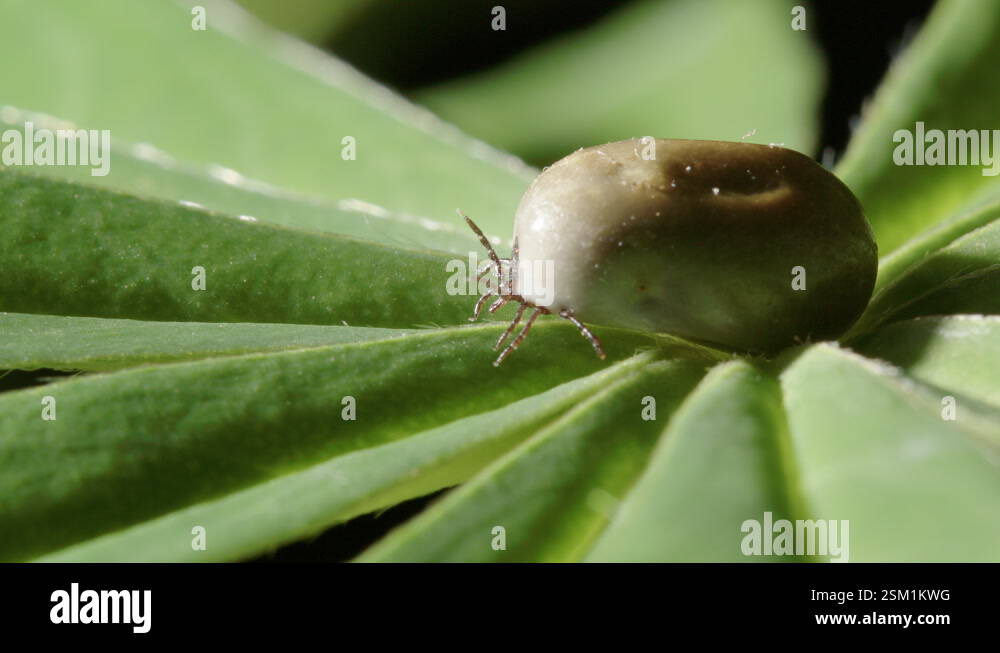 Ectoparasite tick with bood engorged bloated body on bracken, closeup ...