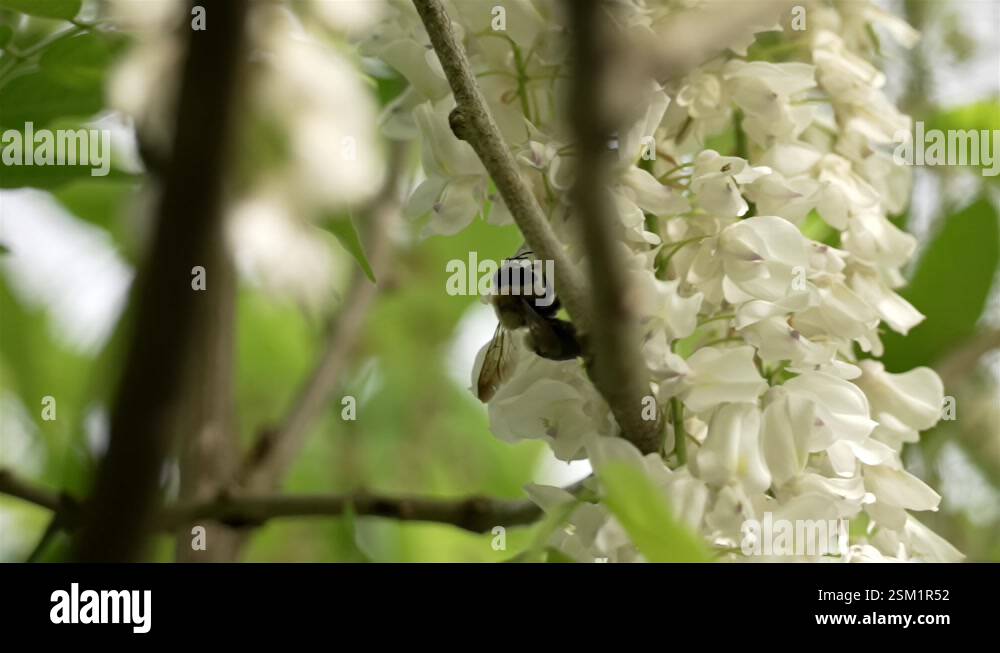 Dark silhouette shape of bee flying as it latches onto white petal ...