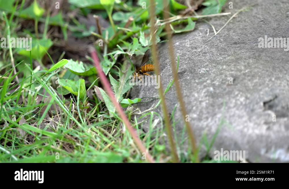 Grassy foreground surrounds wasp crawling along edge of concrete ...