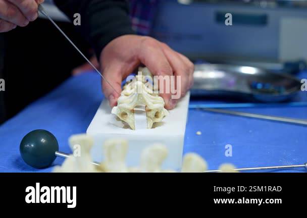 Long metal tool is inserted among the bones of the spine dummy. Male ...