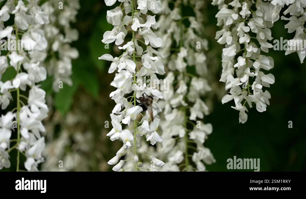 Pan up along vertical dangling bundles of white flowers as bee gathers ...
