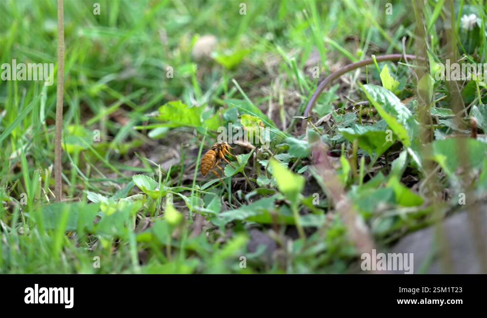 Macro full body closeup of wasp flying and working around single blade ...