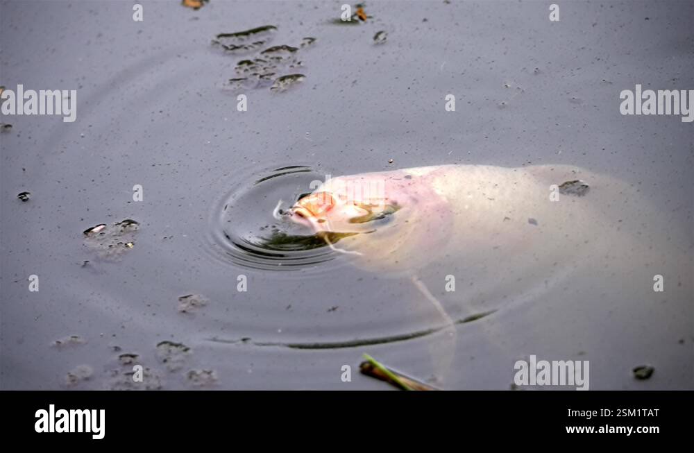 Koi fish gaping mouth opens at surface of water breaching and breaking ...