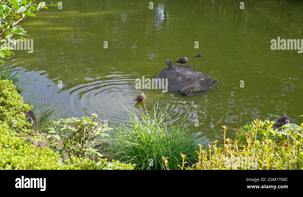 ducks swimming in a pond Japanese style garden Stock Video Footage - Alamy