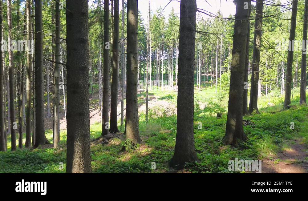 a flight between individual spruce trees and then through a forest ...